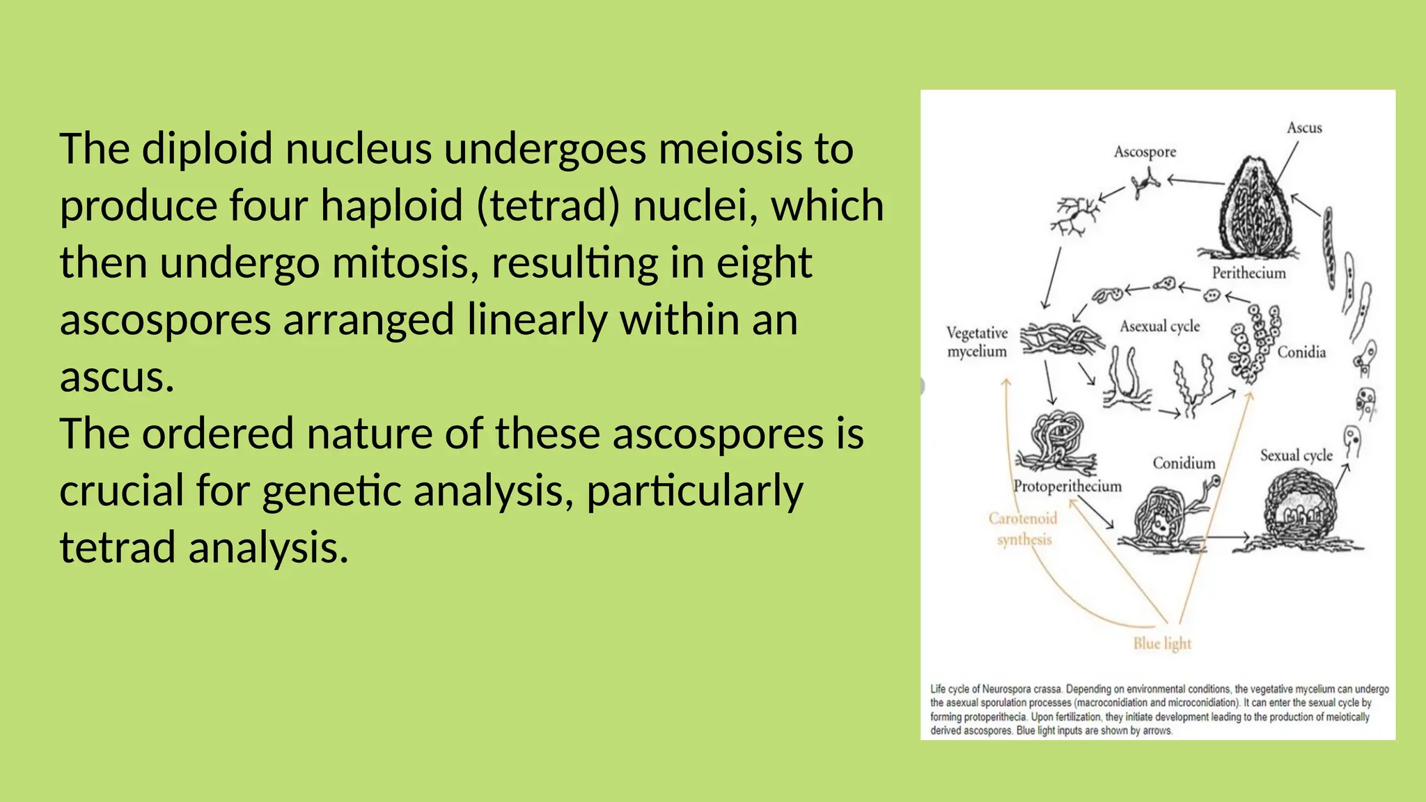 GENETIC SYSTEM OF NEUROSPORA fnl .pptx.ppsx
