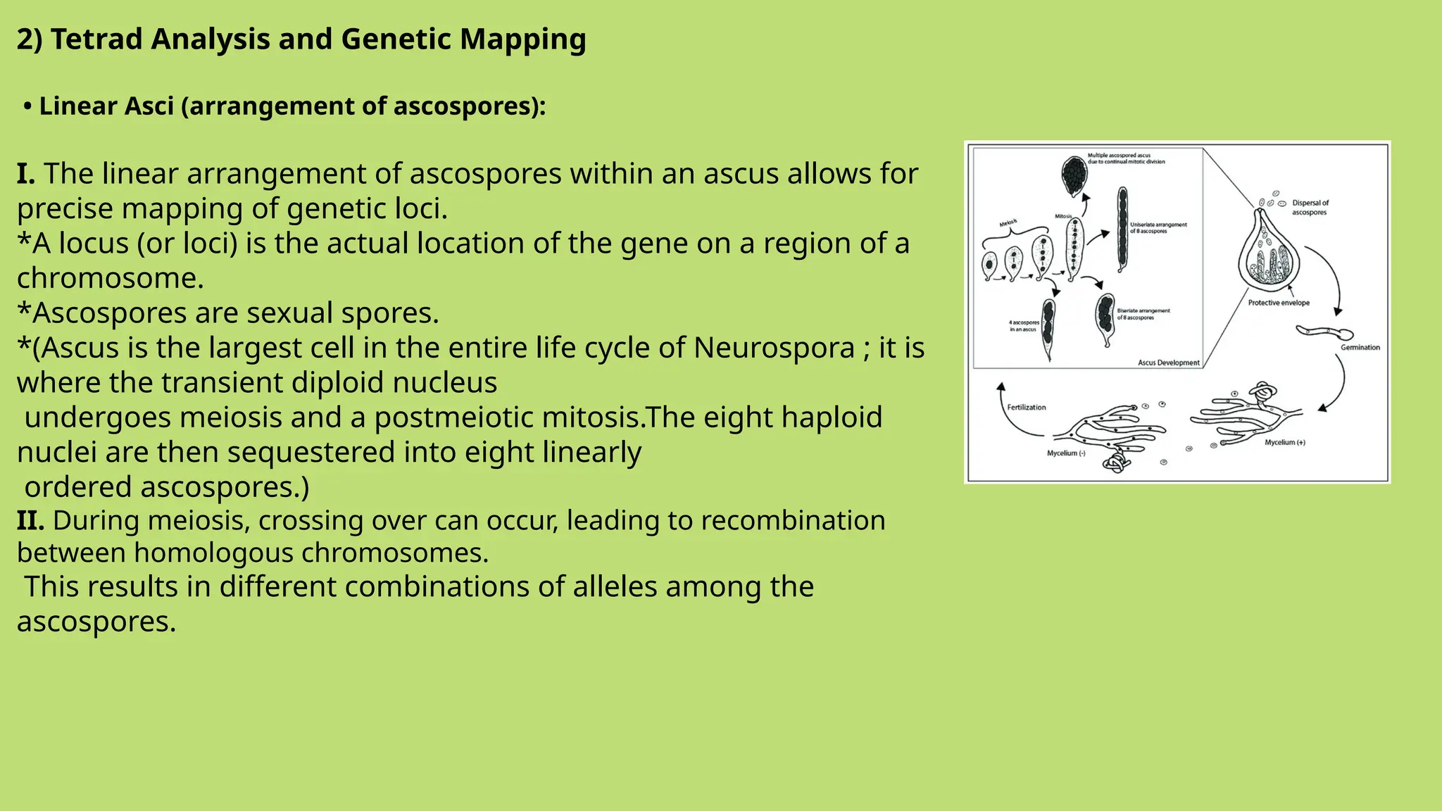 GENETIC SYSTEM OF NEUROSPORA fnl .pptx.ppsx