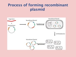 GENETIC TECHNOLOGY A level biology | PPTX