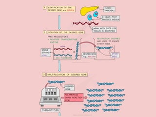 GENETIC TECHNOLOGY A level biology | PPTX