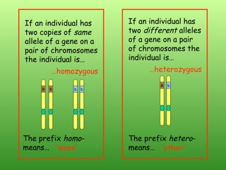 Biology: genetic terms and punnett square | PPTX