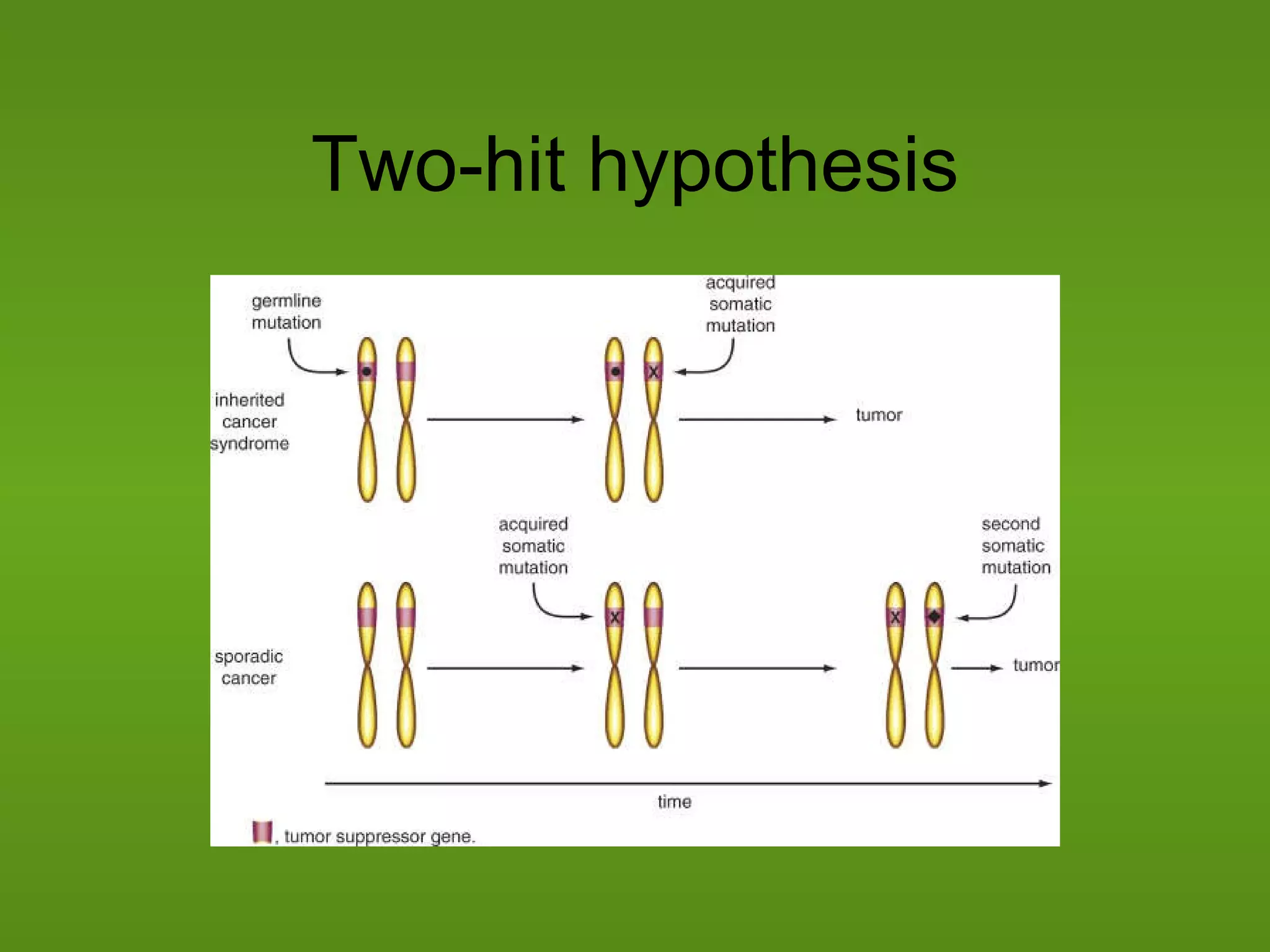 OMSI Science Pub - Genetics | PPT