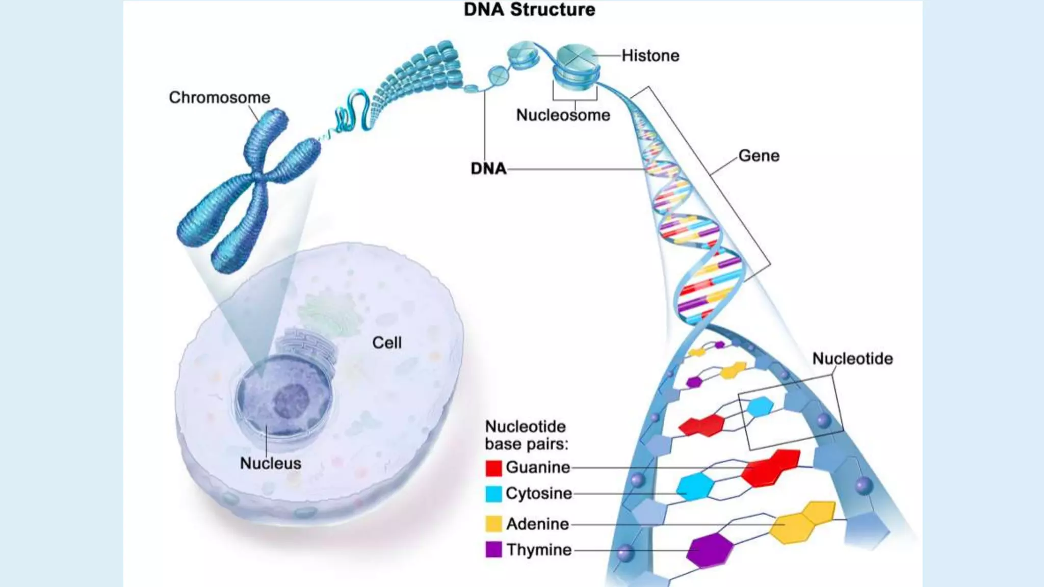Genetic tests overview - Karyotype, FISH, MLPA, CMA, Sanger sequencing ...