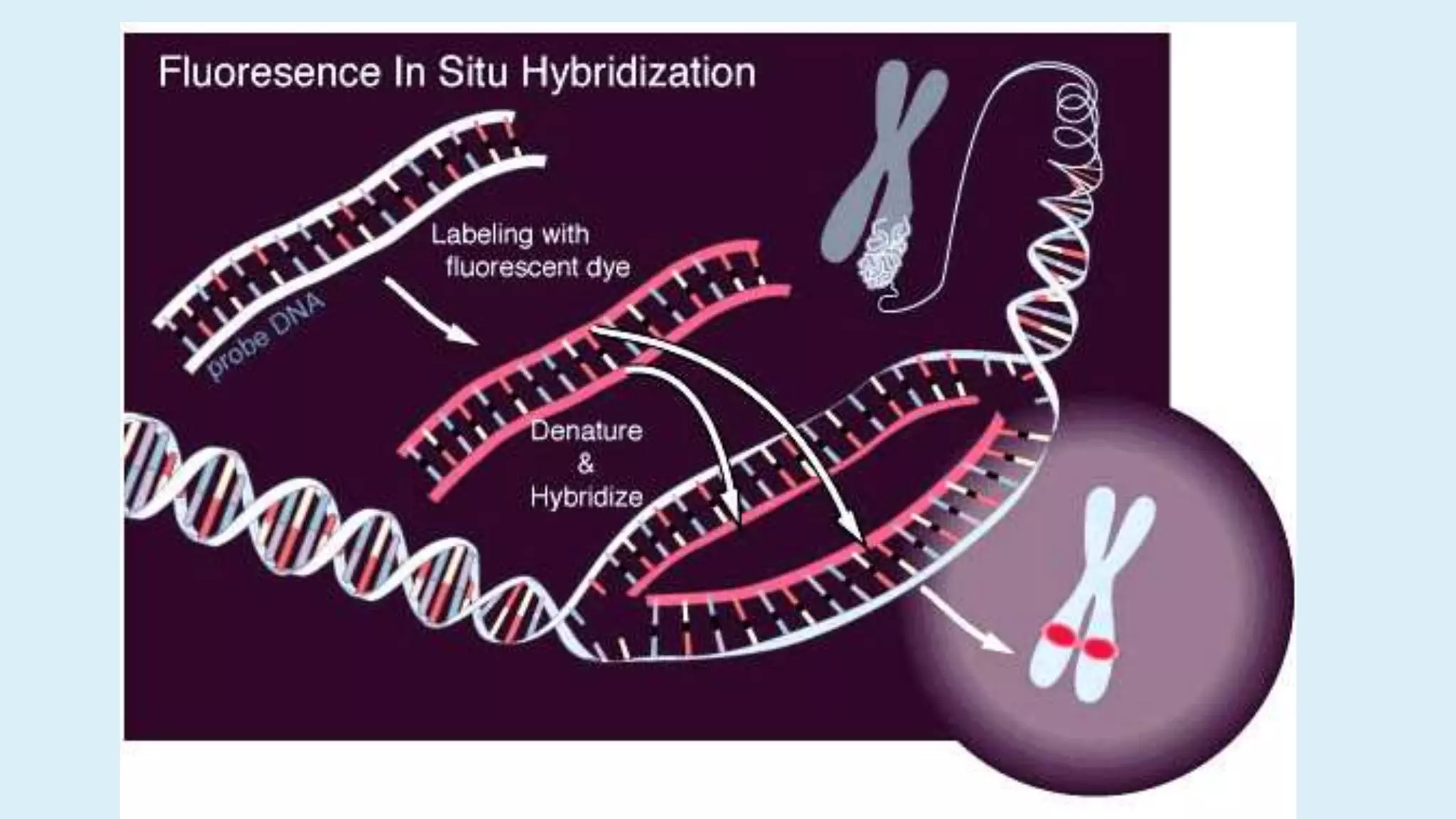 Genetic tests overview - Karyotype, FISH, MLPA, CMA, Sanger sequencing ...