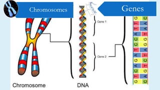 Genetic tests overview - Karyotype, FISH, MLPA, CMA, Sanger sequencing ...