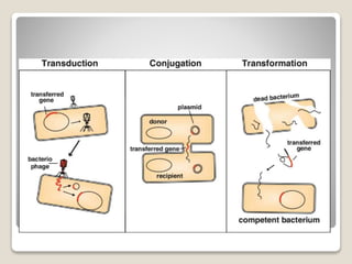 Genetic transfer | PPT