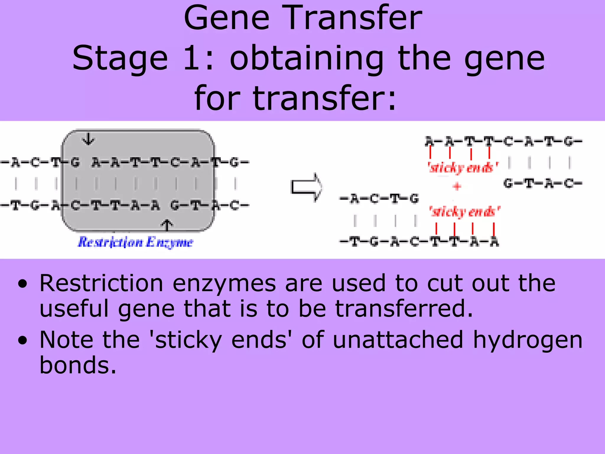 Genetic transformation | PPT