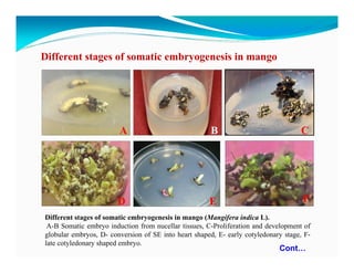 Genetic transformation in mango | PDF