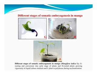 Genetic transformation in mango | PPT