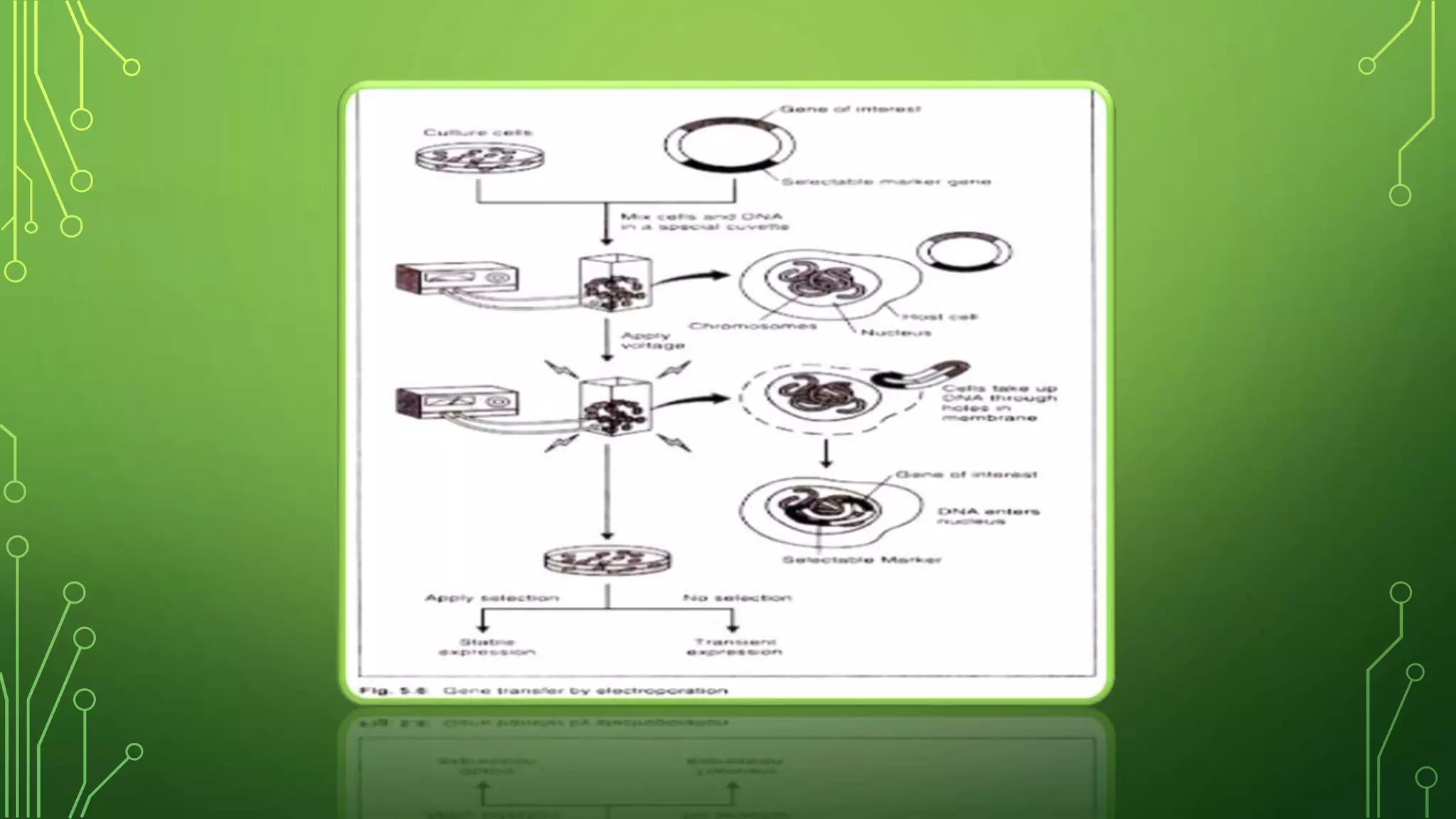 Genetic transformation method in mammals cell by NIDHI MISHRA and ...