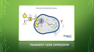 Genetic transformation method in mammals cell by NIDHI MISHRA and ...