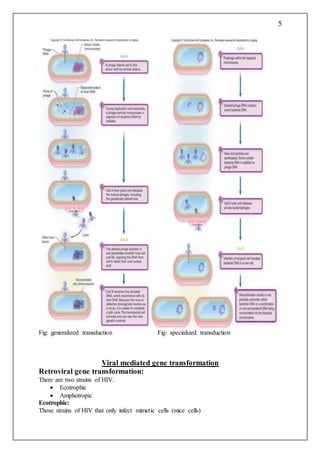 Genetic transformation system | PDF