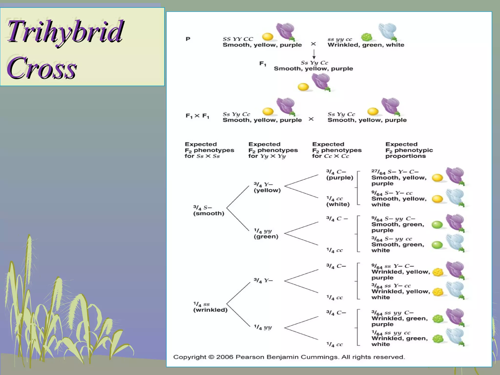 Genetic trihybrid cross | PPT
