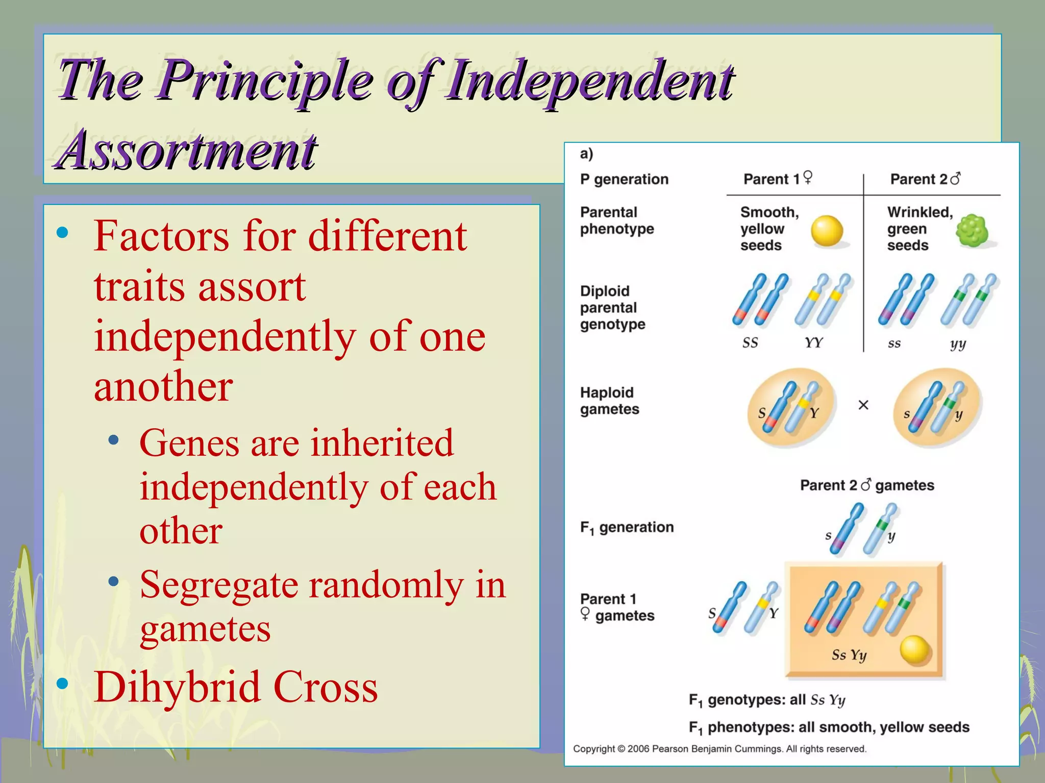 Genetic trihybrid cross | PPT