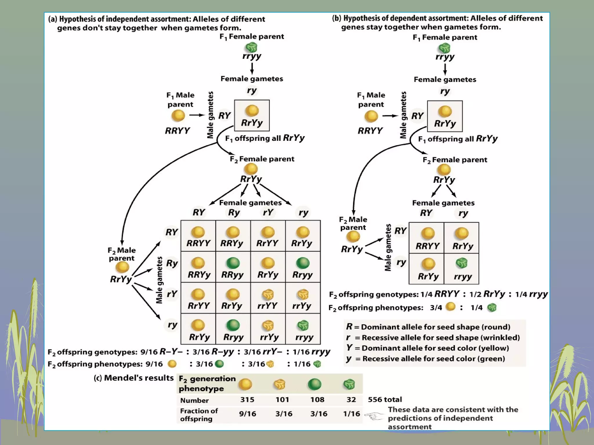 Genetic trihybrid cross | PPT