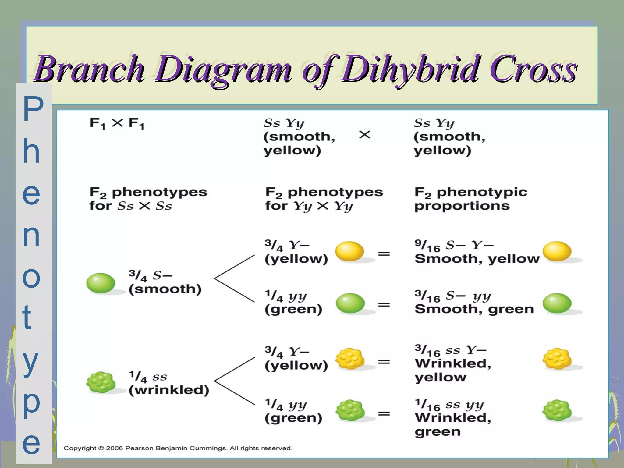 Genetic trihybrid cross | PPT
