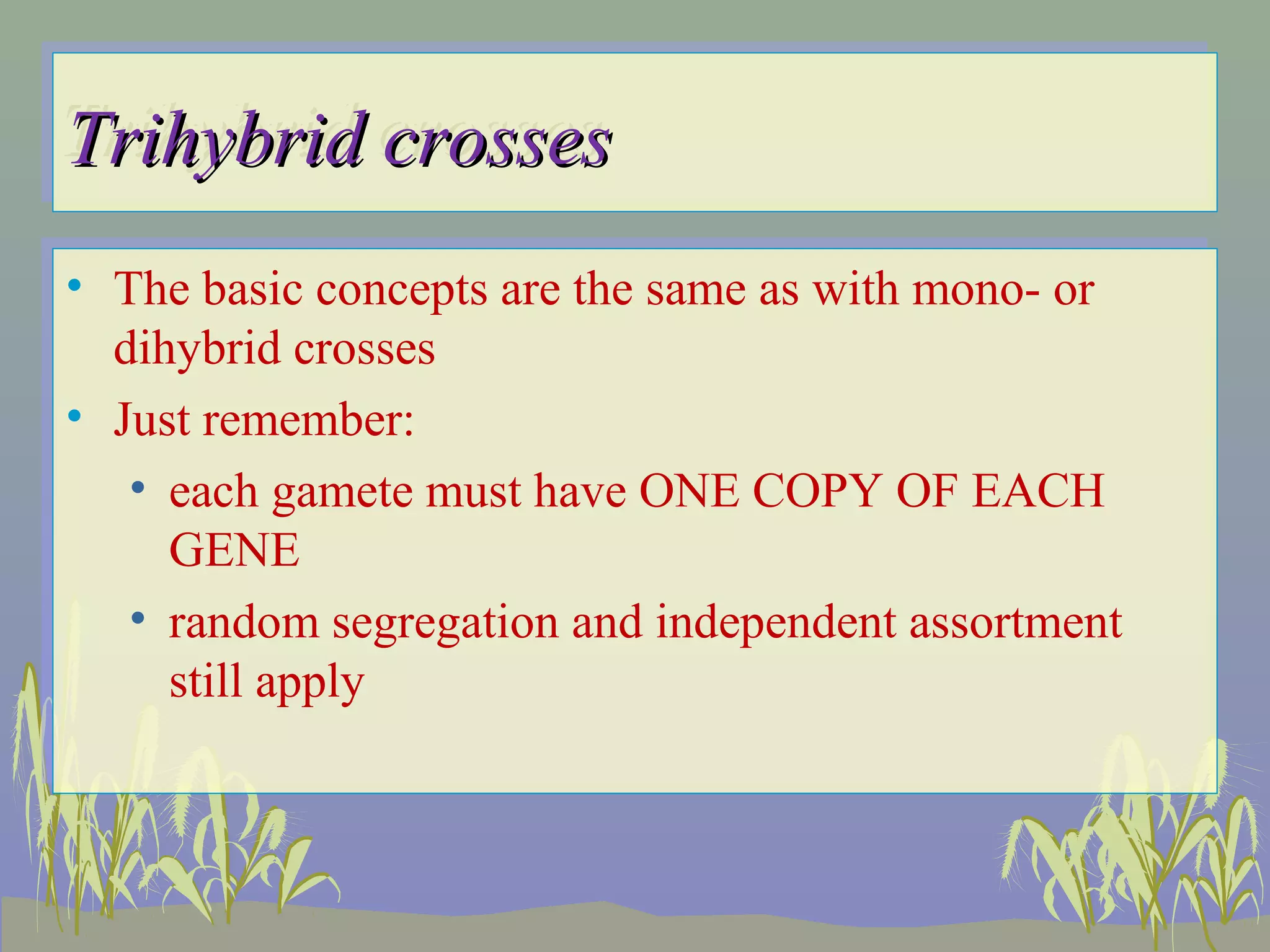 Genetic trihybrid cross | PPT