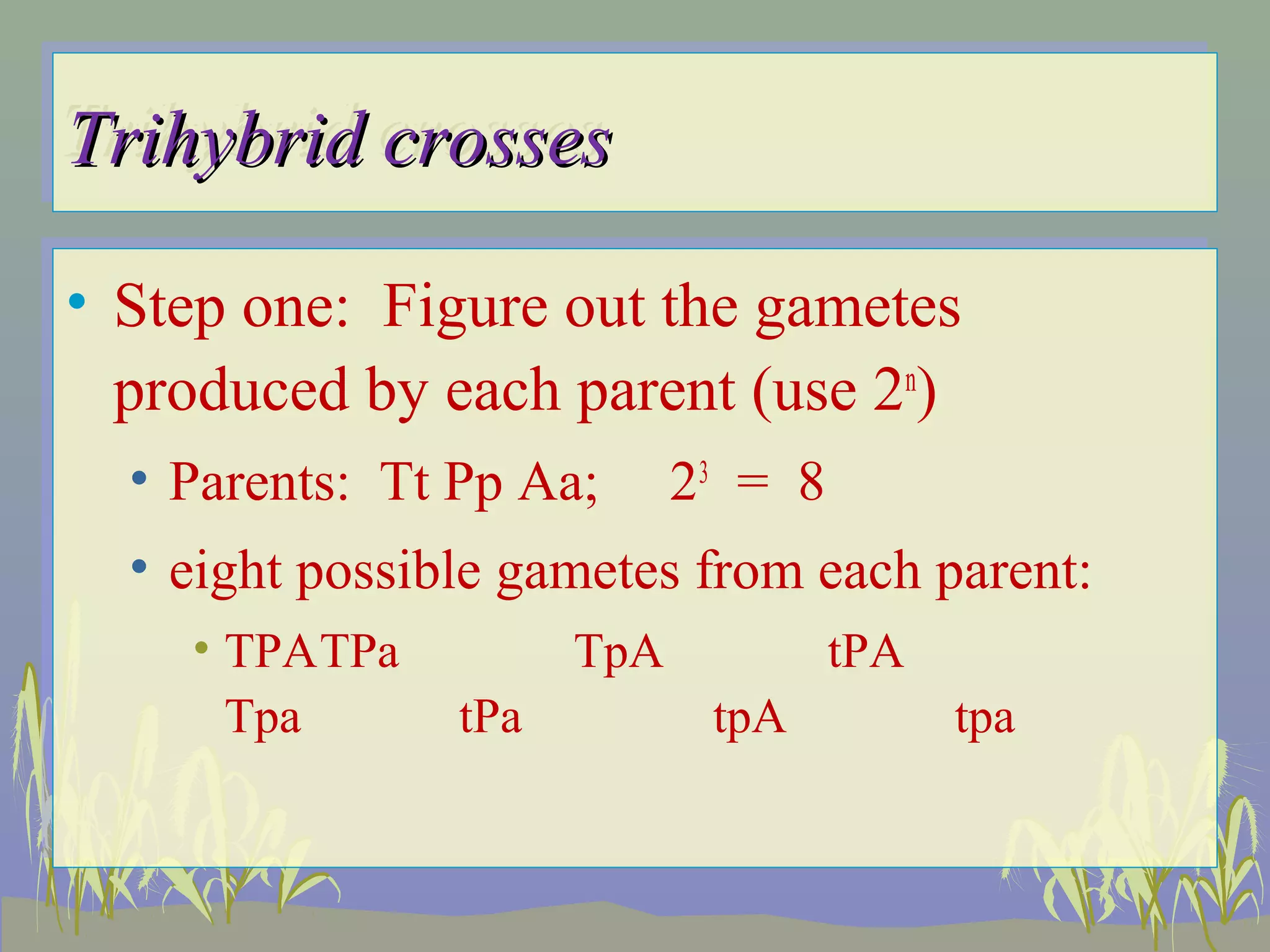 Genetic trihybrid cross | PPT