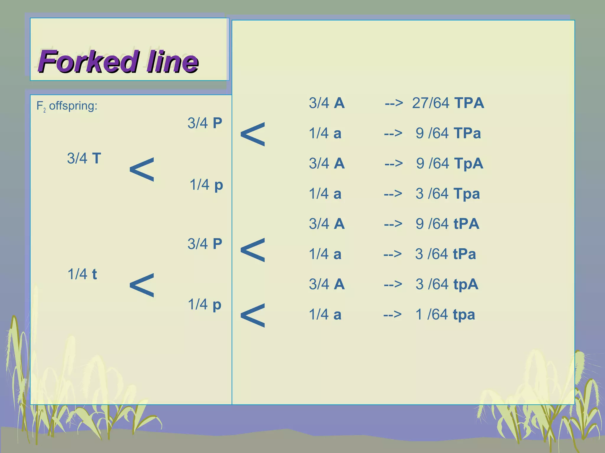 Genetic trihybrid cross | PPT