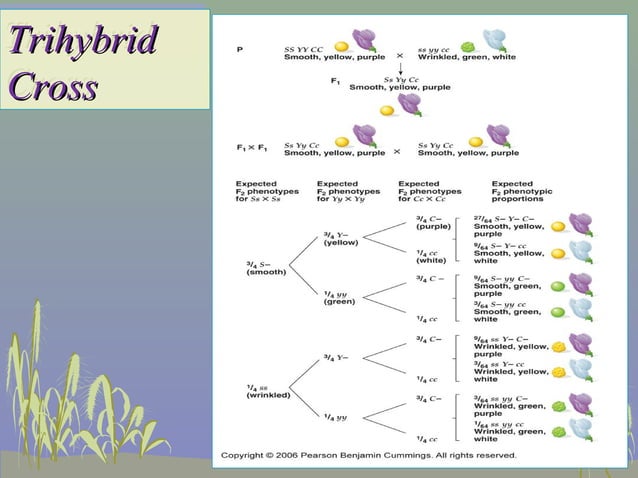 Genetic trihybrid cross | PPT | Genetics | Science