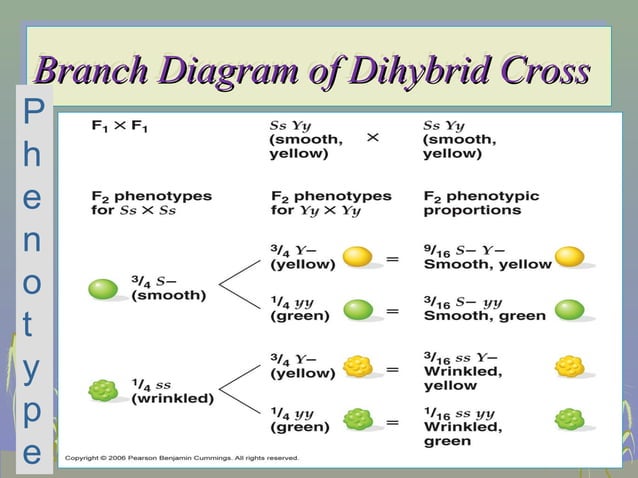 Genetic trihybrid cross | PPT | Genetics | Science