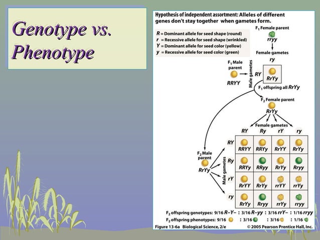 Genetic trihybrid cross | PPT | Genetics | Science