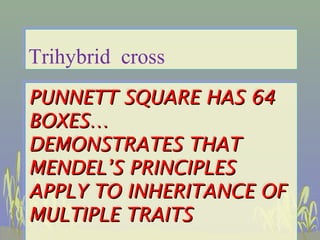 Genetic trihybrid cross | PPT