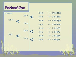 Genetic trihybrid cross | PPT