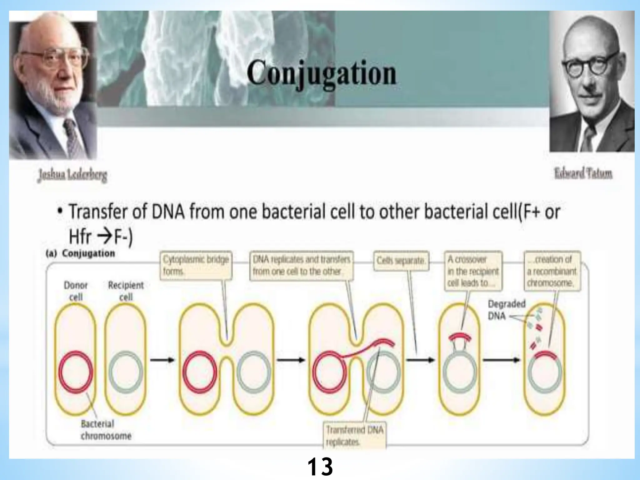 Genetic variability in plant pathogens.pptx