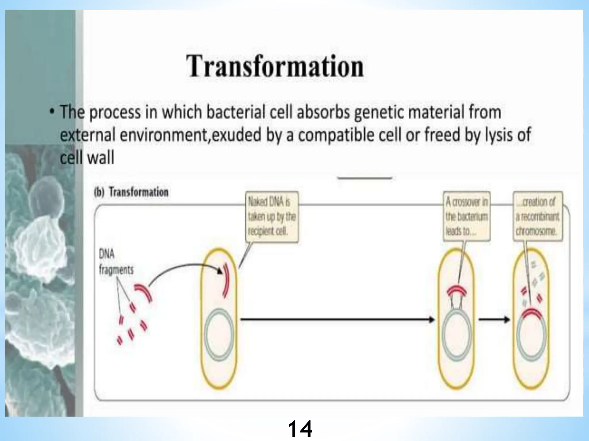 Genetic variability in plant pathogens.pptx