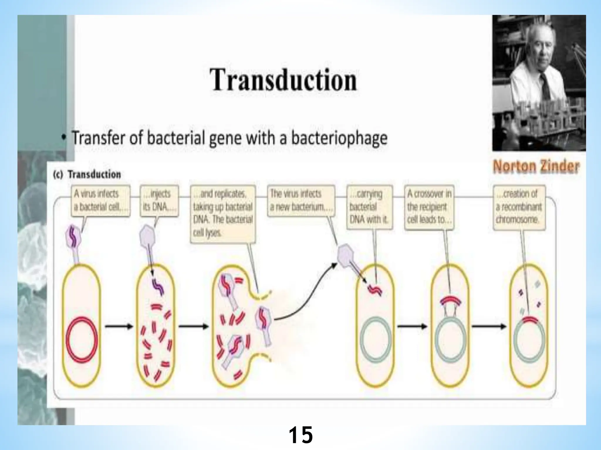 Genetic variability in plant pathogens.pptx