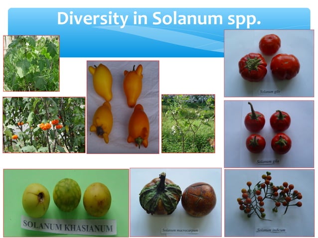 Genetic variablity in vegetables | PPT