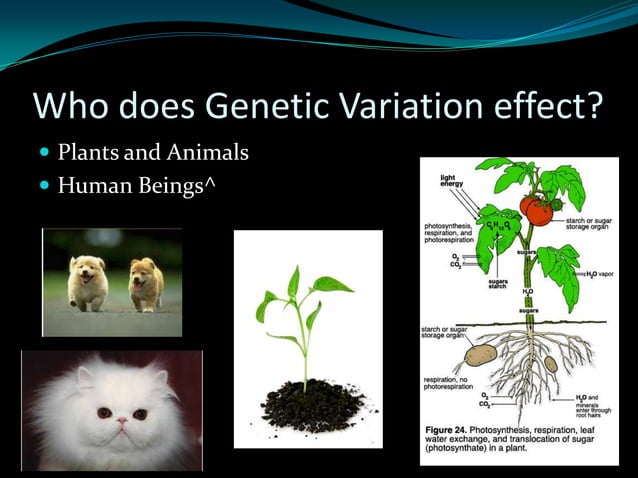 Genetic variation | PPTX
