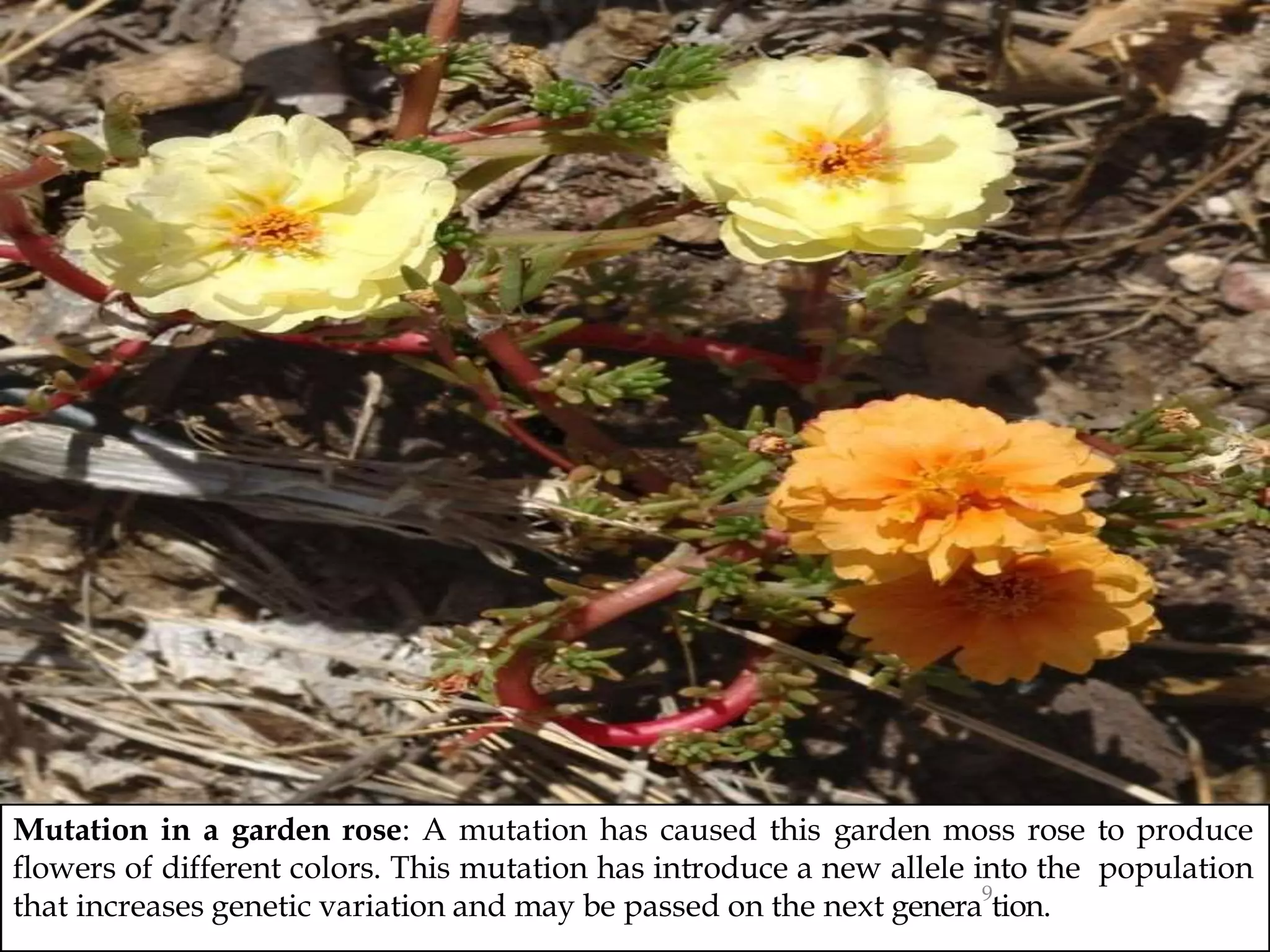 Genetic variation | PDF