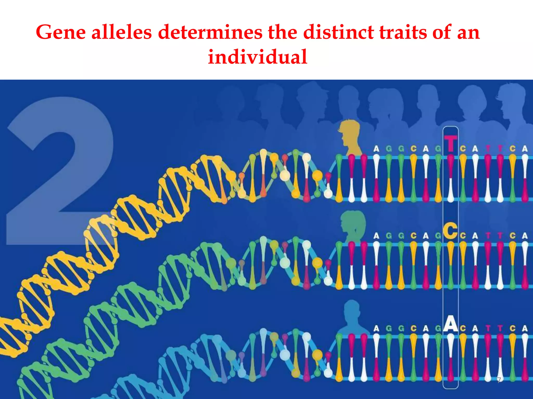 Genetic variation | PDF