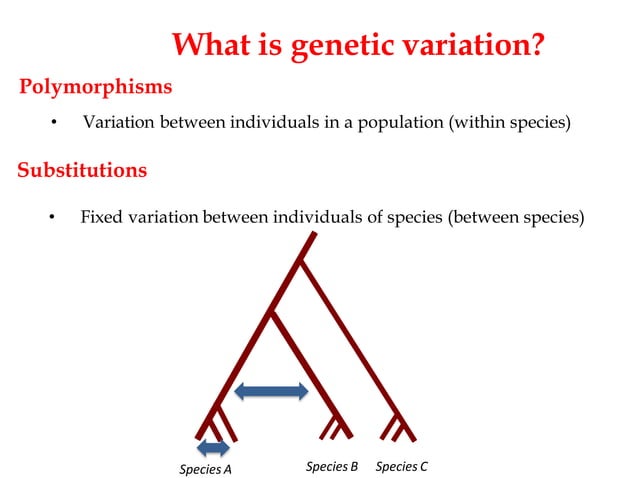 Genetic variation | PPT