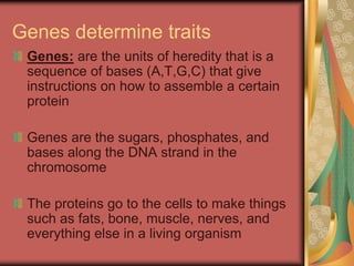 Genetic Variation.ppt