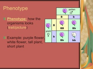 Genetic Variation.ppt