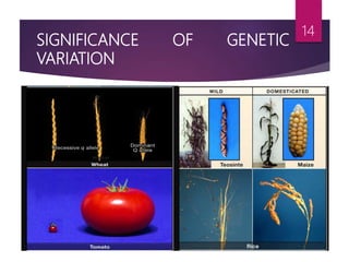 Genetic variation and evolution and their importance to medicine | PPTX
