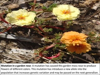 Genetic variation and its role in health and pharmacology | PPTX