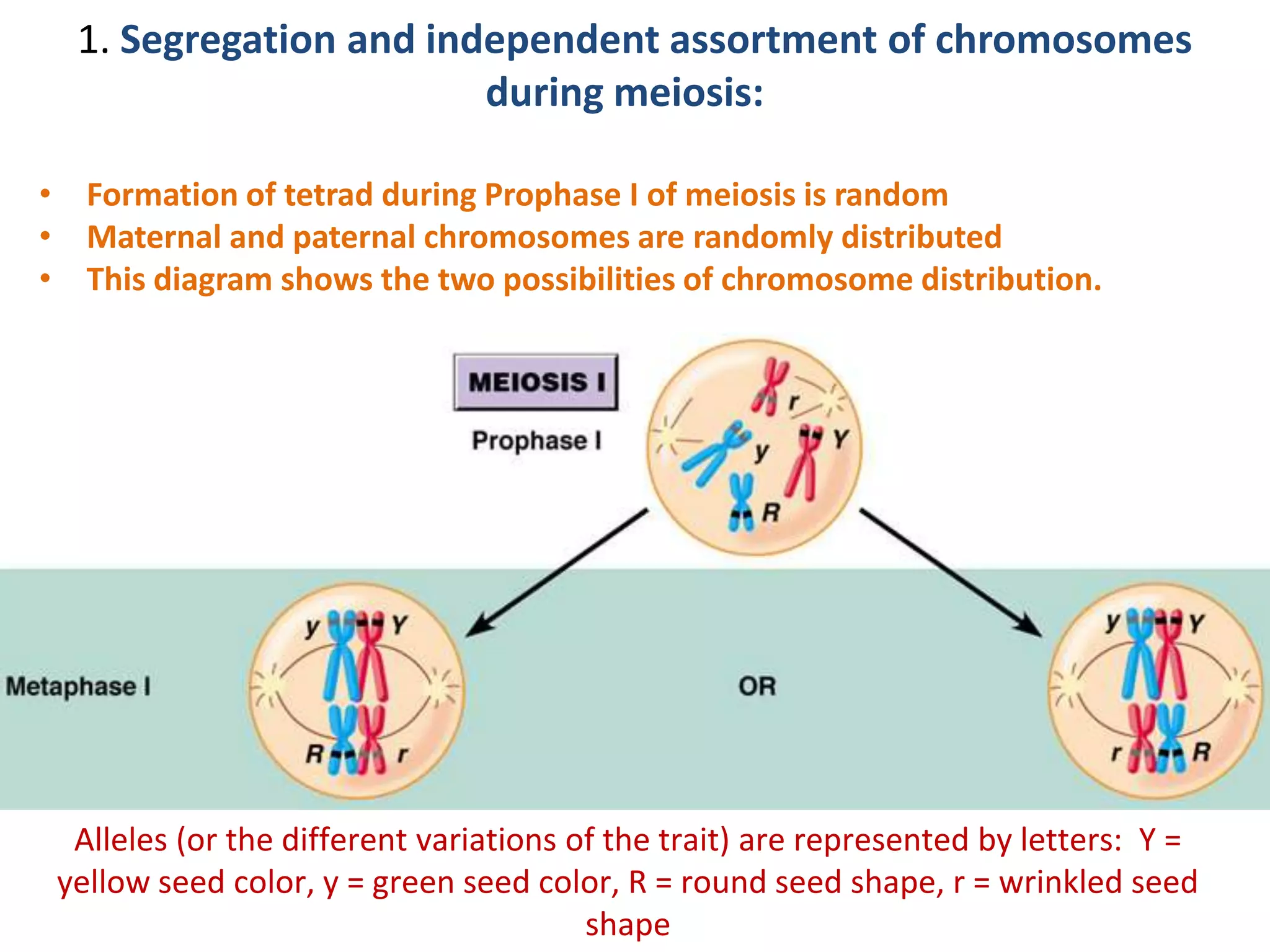 Genetic variation due to meiosis | PPT