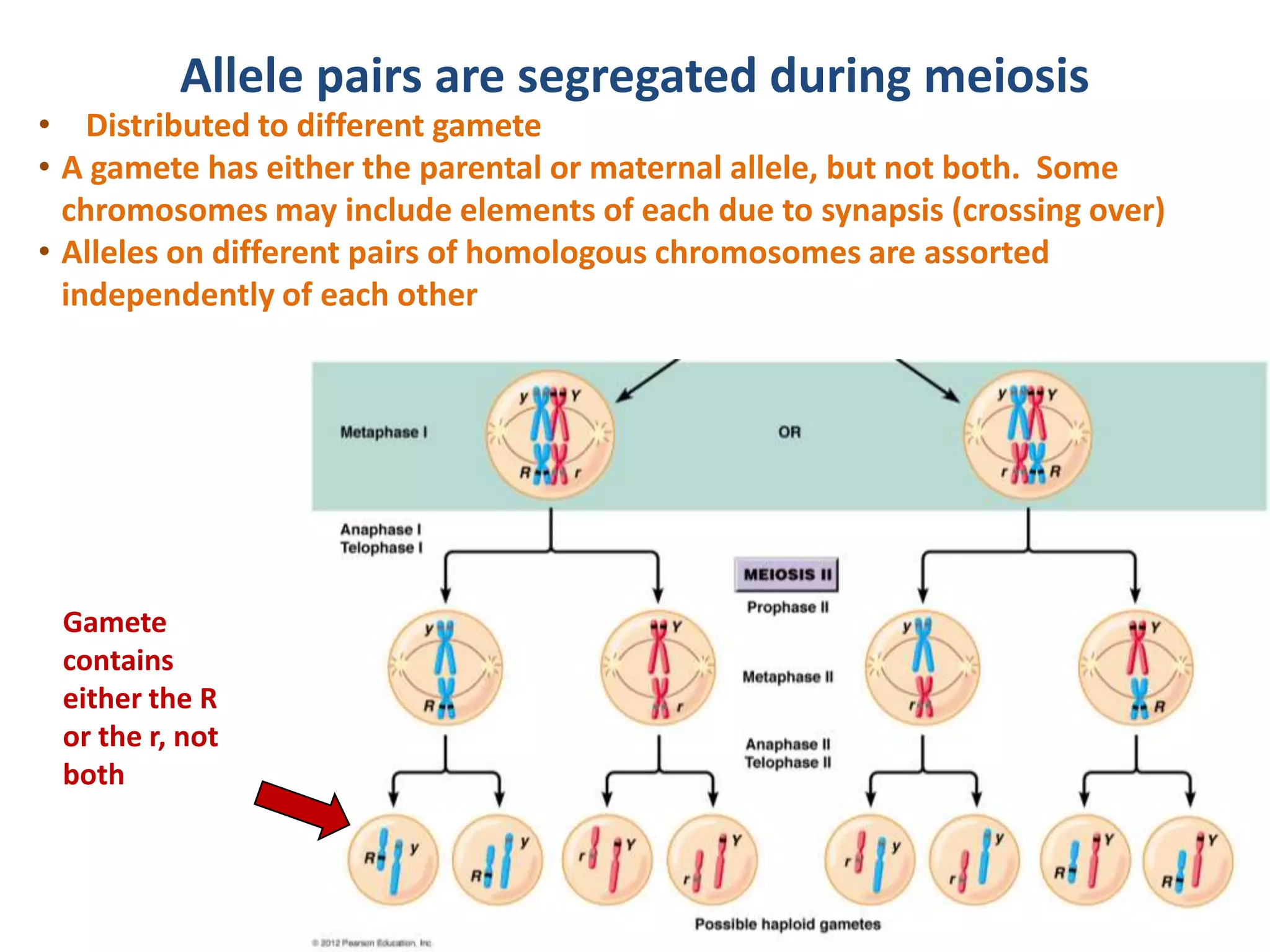 Genetic variation due to meiosis | PPTX | Genetics | Science