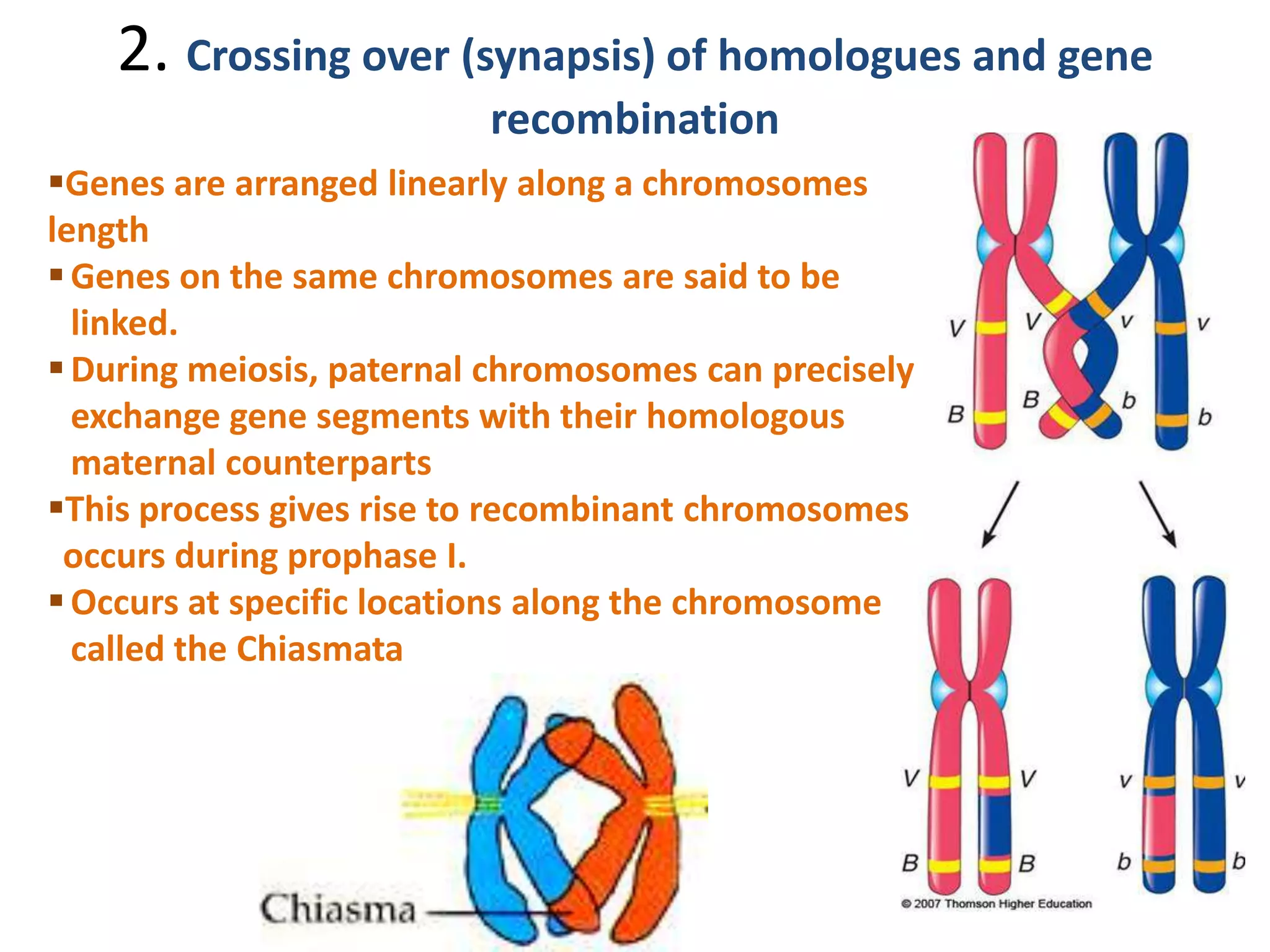 Genetic variation due to meiosis | PPTX | Genetics | Science