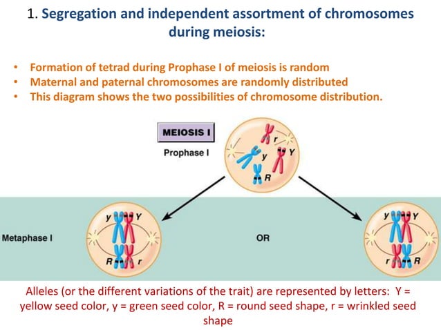 Genetic variation due to meiosis | PPTX | Genetics | Science