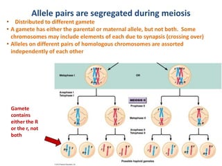 Genetic variation due to meiosis | PPTX