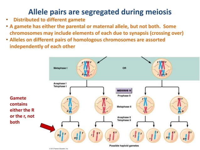 Genetic variation due to meiosis | PPTX | Genetics | Science