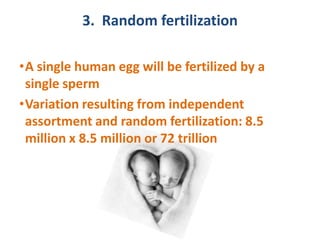 Genetic variation due to meiosis | PPTX | Genetics | Science