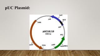 Genetic vectors | PPTX