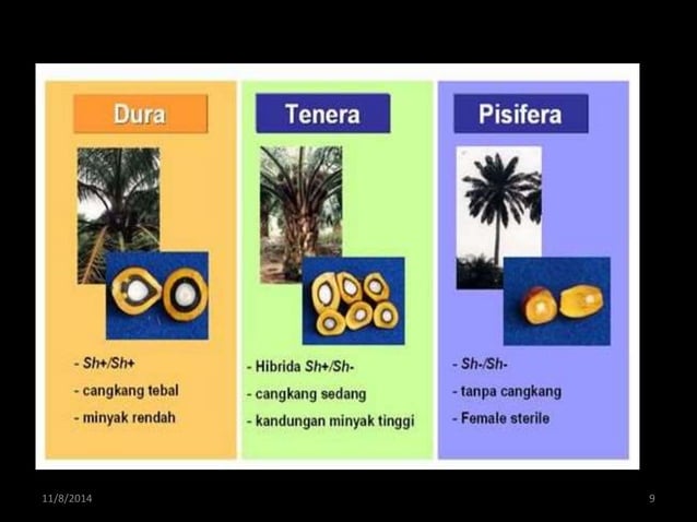 Tingkatan 4 Sains Pertanian Bab Genetik | PPTX