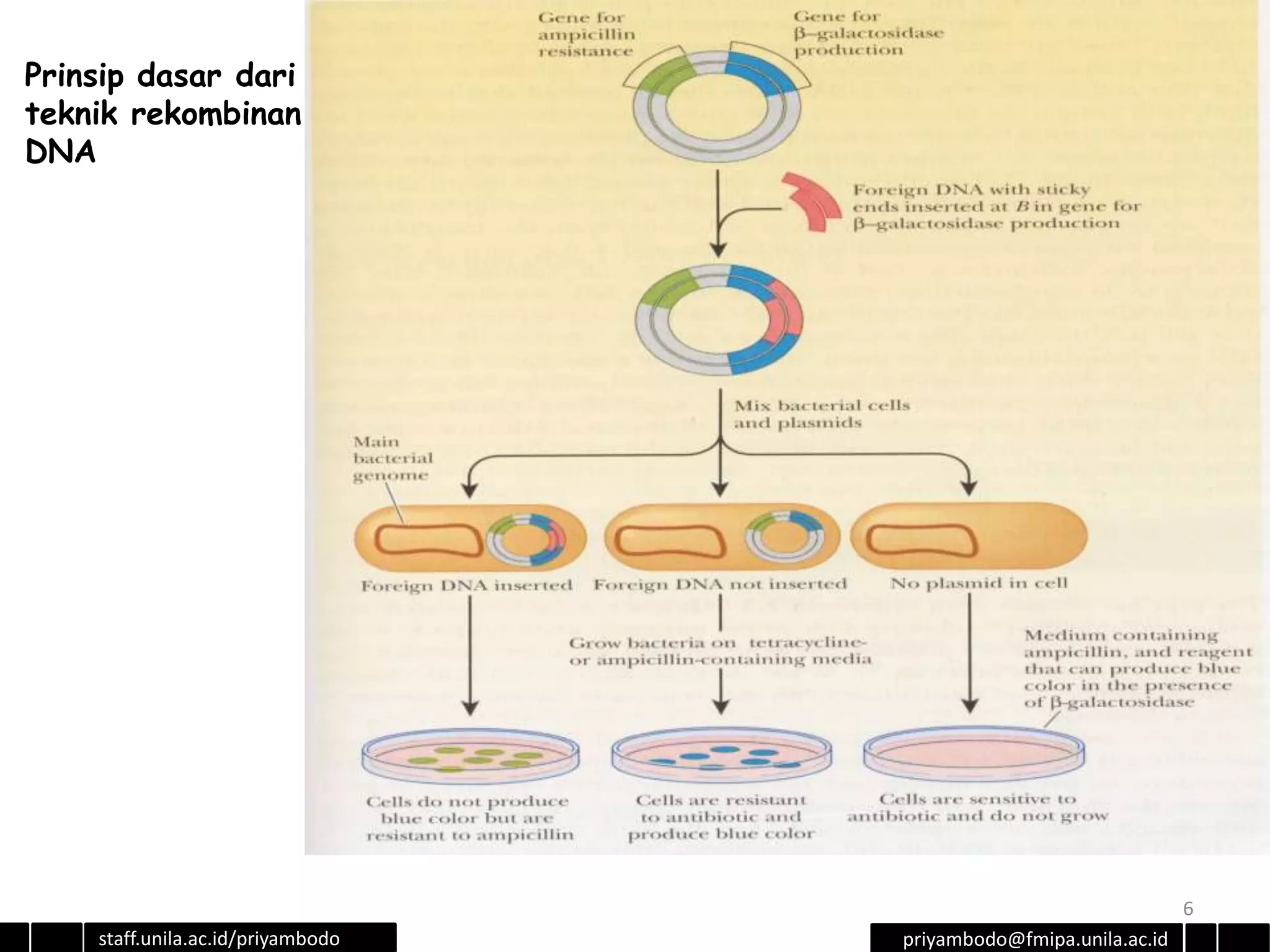 Genetika-A-Rekombinasi.pdf